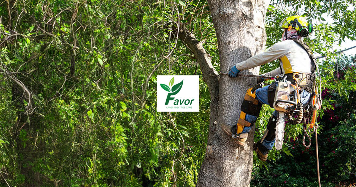 Tree Planting Orange County, CA | Favor Tree Care